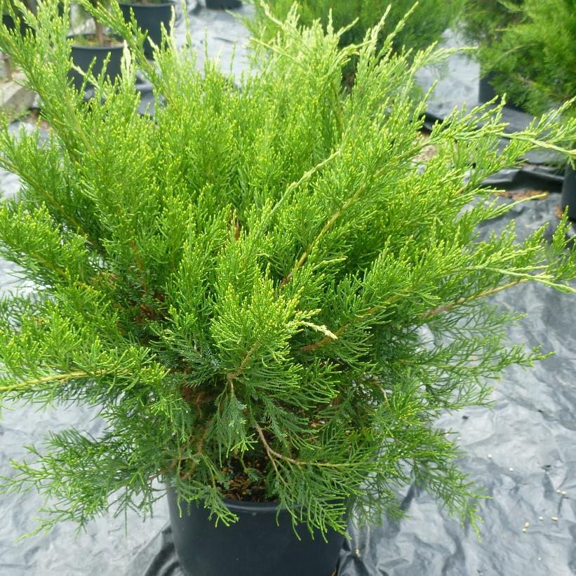 Juniperus Chinensis Mint Julep Monlep From NVK Nurseries