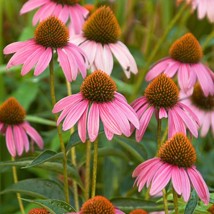 Echinacea Purpurea From NVK Nurseries Echinacea Purpurea From NVK Nurseries