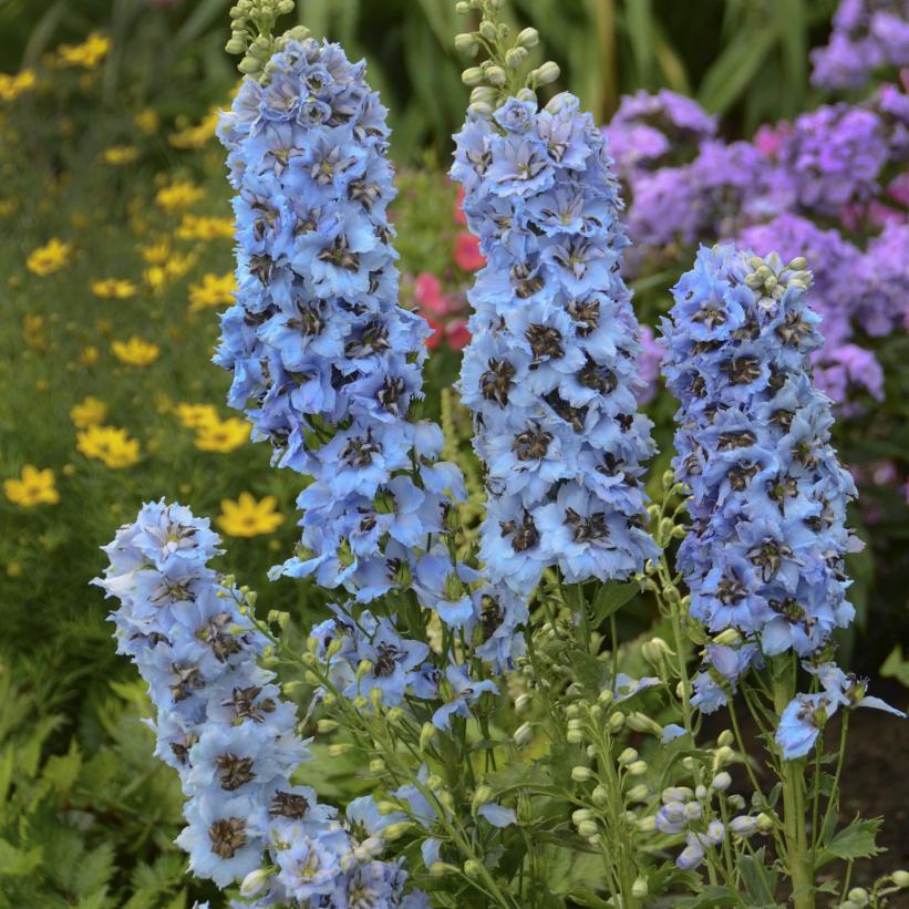 Delphinium elatum 'Moonlight Blues' from NVK Nurseries